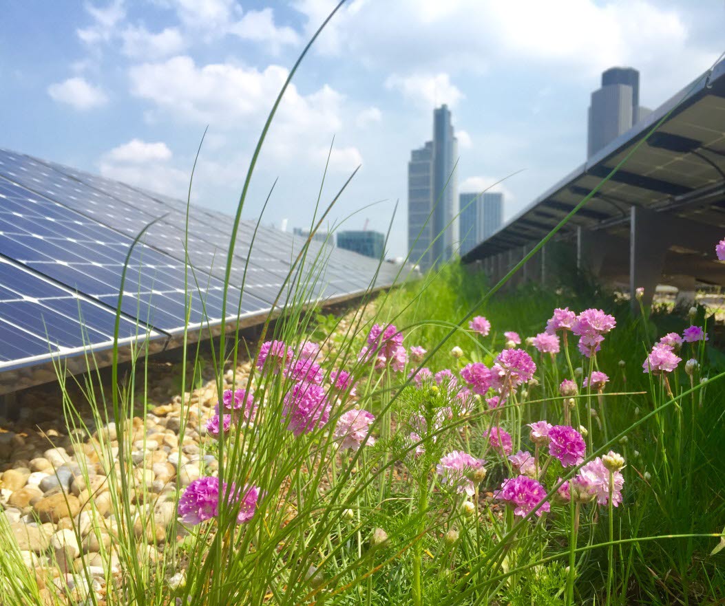 Exempel på gröna tak - PBL kunskapsbanken - Boverket